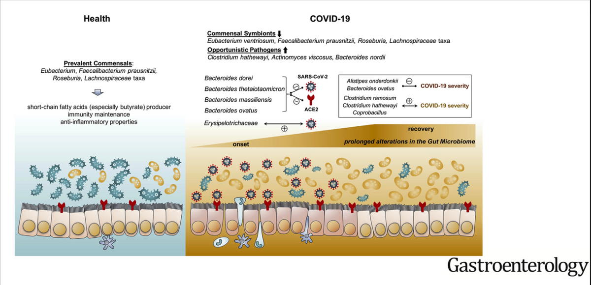 Bacteria Imbalances in the gut are linked to Microbial Alterations in ...